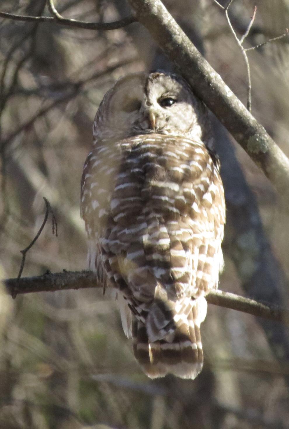 Autumn owls bring mystery and meaning to the changing season | Arts and ...