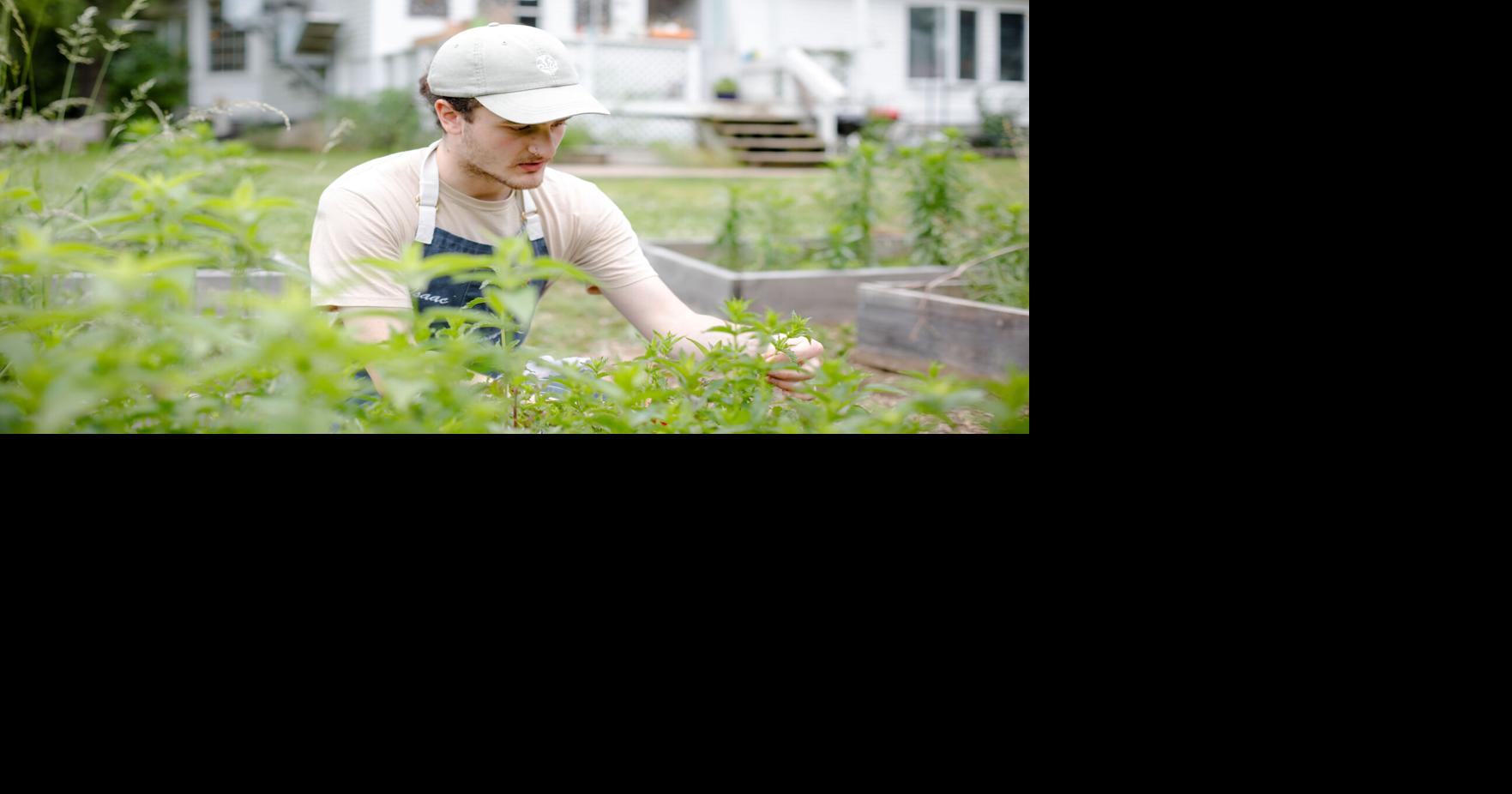 Isaac Boyd picking mint | | berkshireeagle.com