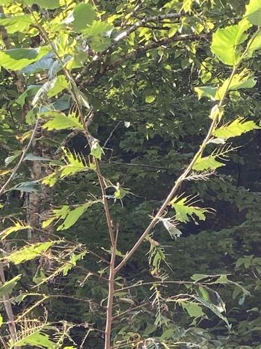 There's a new invasive insect gobbling up elm tree leaves in Berkshire ...