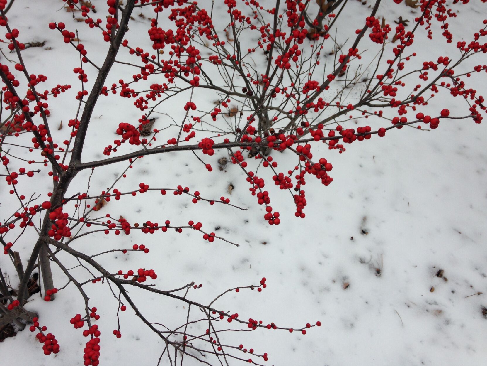 Winterberry bushes will add a pop of wintertime color to your garden ...