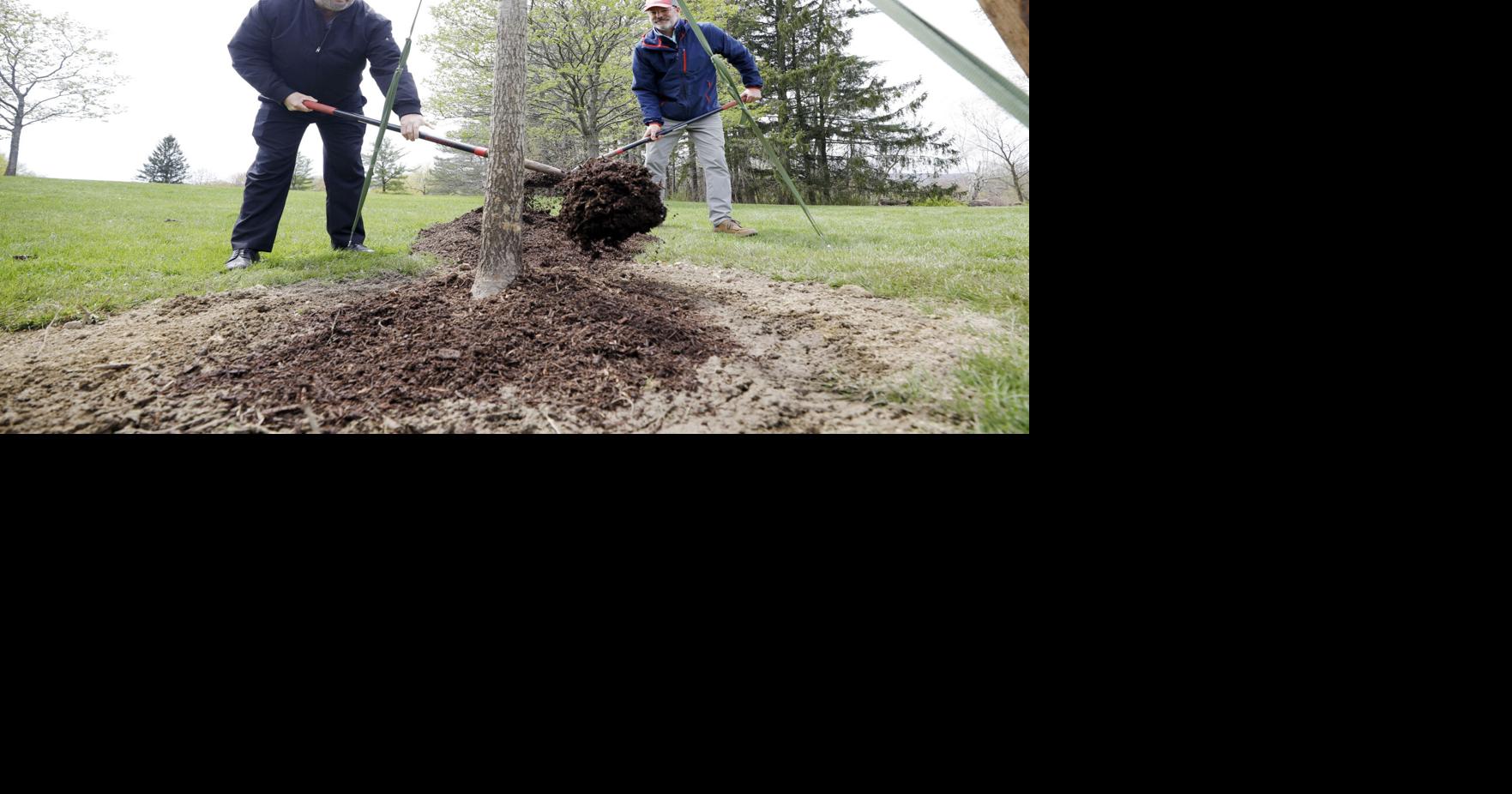 Pittsfield celebrates Arbor Day with a Springside Park tree planting ...