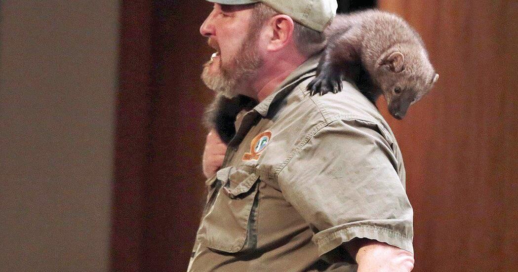 Thom Smith | NatureWatch: What kind of big 'cat' did I see? | Arts and ...