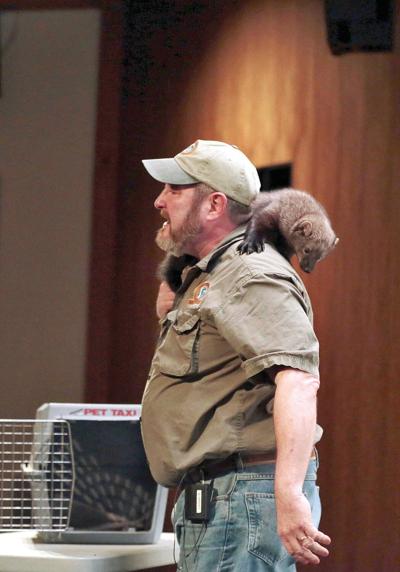 Thom Smith | NatureWatch: What kind of big 'cat' did I see? | Arts and ...