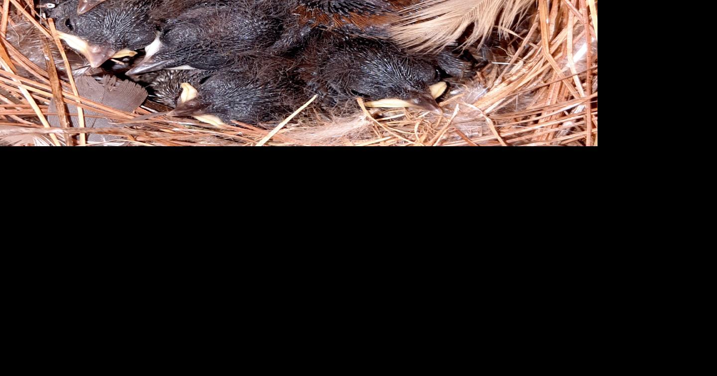 Baby house wrens in a nest | | The Berkshire Eagle