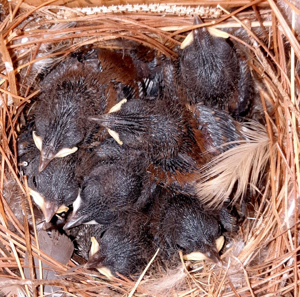 Baby house wrens in a nest | | The Berkshire Eagle