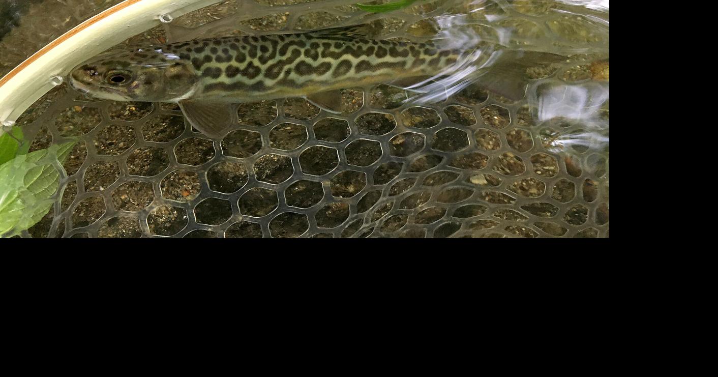 Brian Majewski: Catching the Trout Trifecta with a Brookie, Brownie and ...