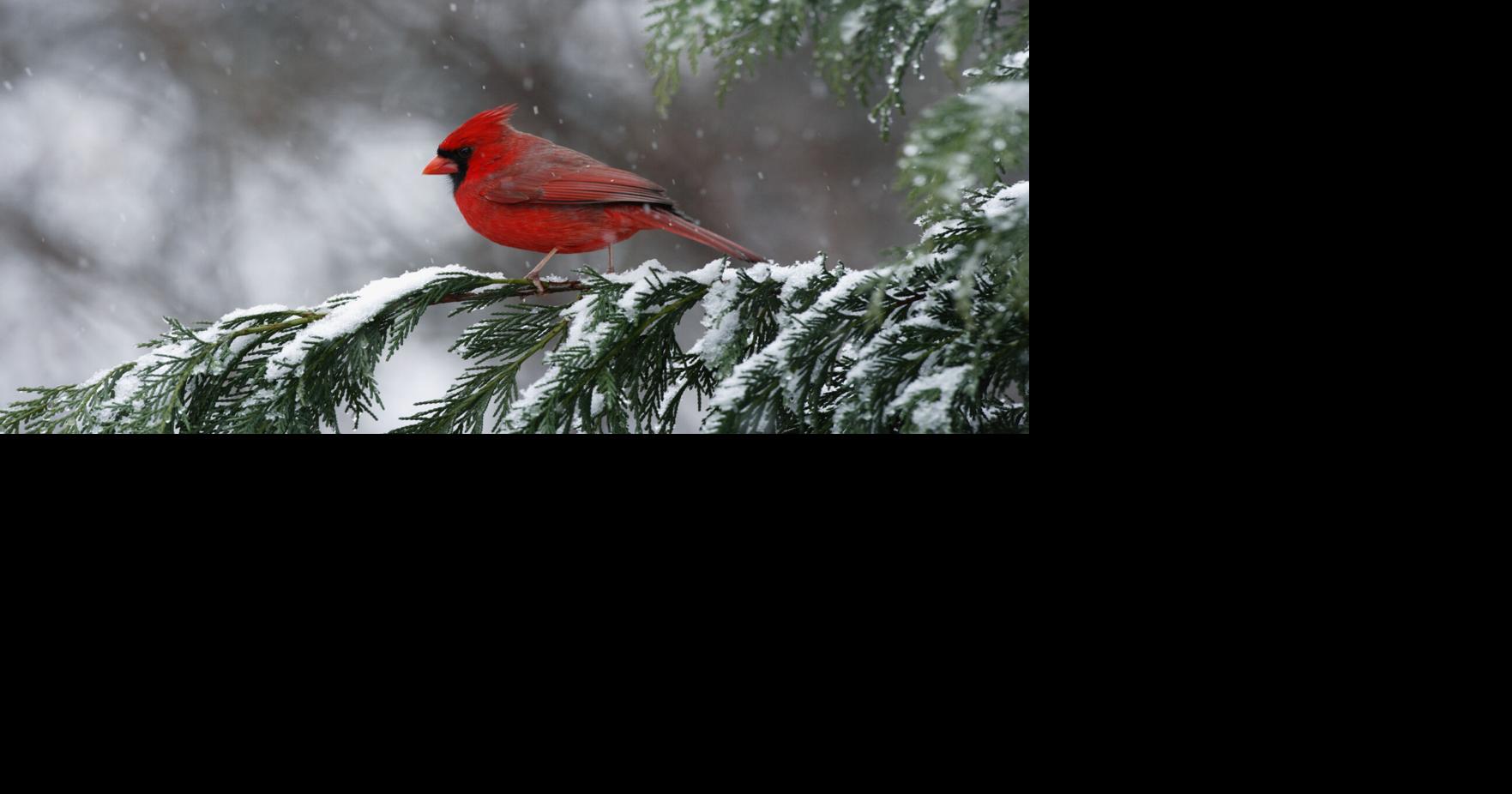 125th Audubon Christmas Bird Count brings Berkshire birders together ...