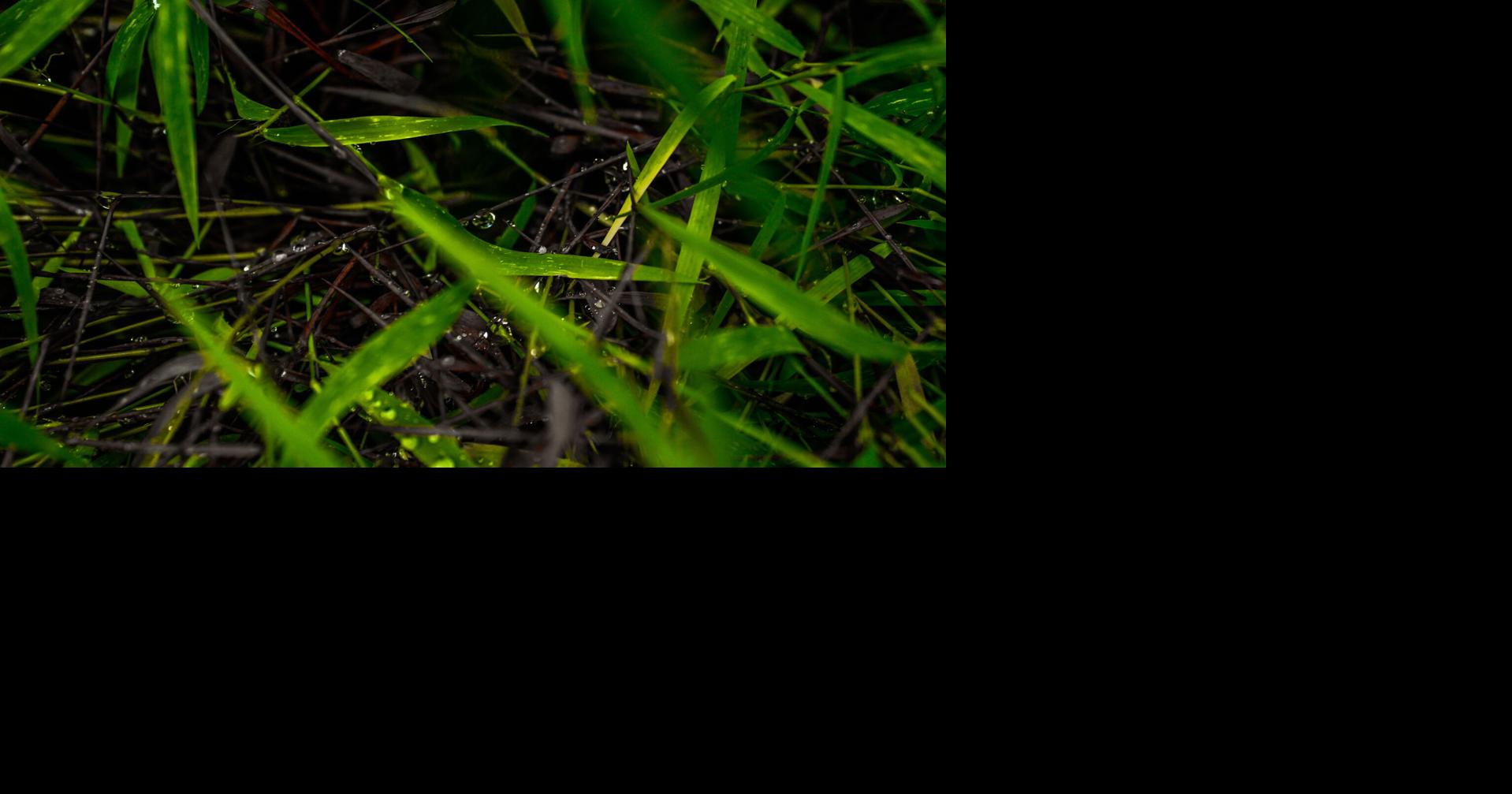 Word of the Week: Petrichor. An ethereal earthy aroma | Columnists ...