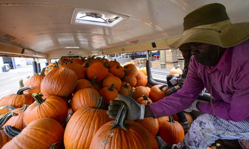 PHOTOS: Patterson Farm | | The Berkshire Eagle