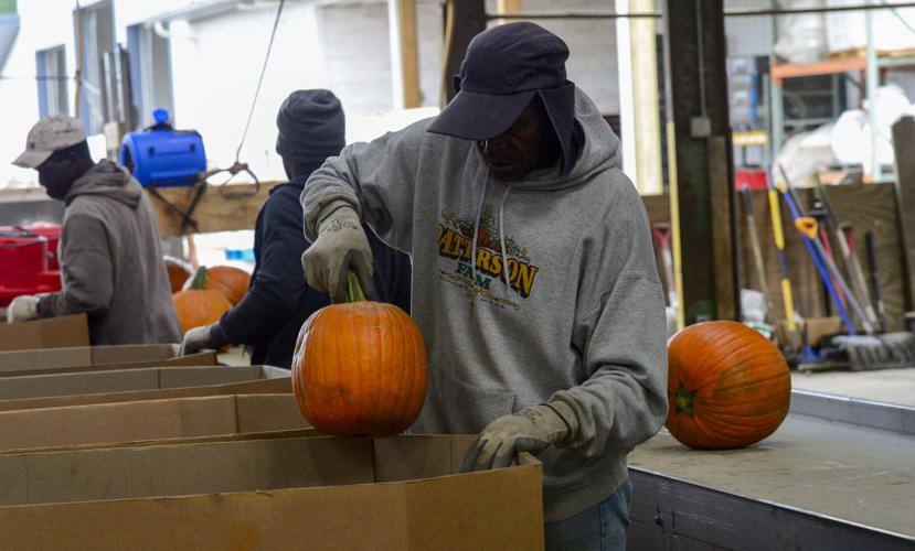 PHOTOS: Patterson Farm | | The Berkshire Eagle