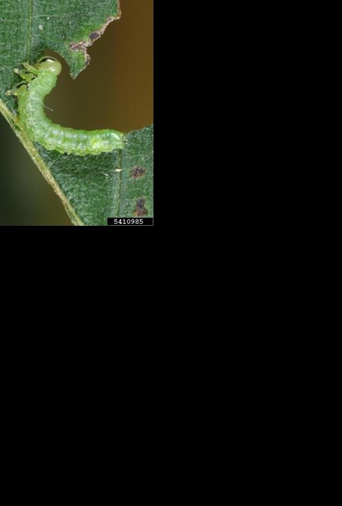 There's a new invasive insect gobbling up elm tree leaves in Berkshire ...