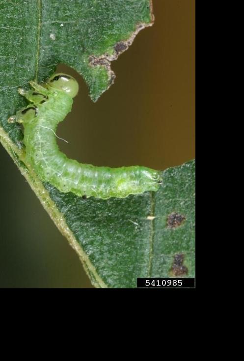 There's a new invasive insect gobbling up elm tree leaves in Berkshire ...