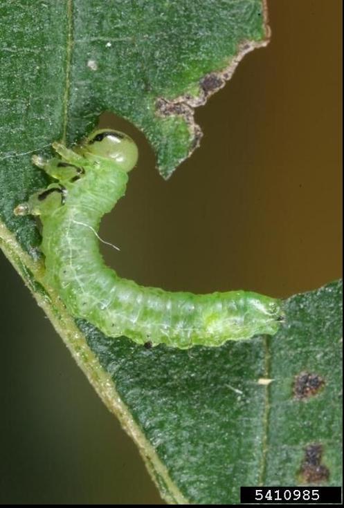 There's a new invasive insect gobbling up elm tree leaves in Berkshire ...