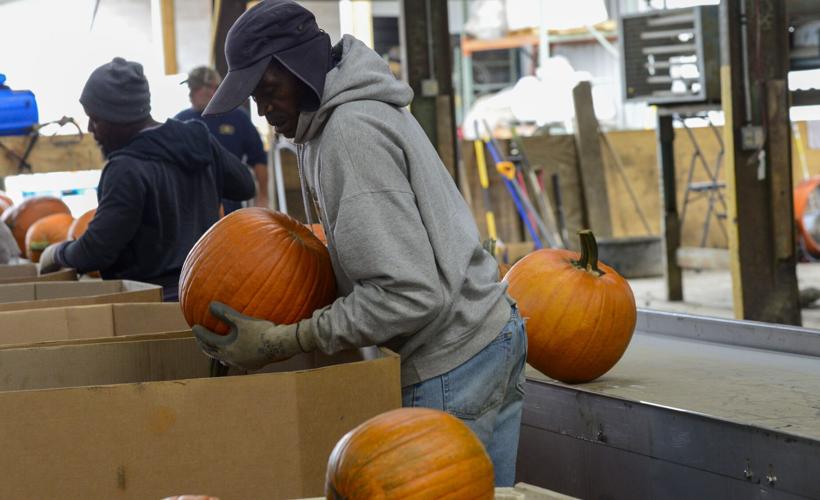 PHOTOS: Patterson Farm | | The Berkshire Eagle