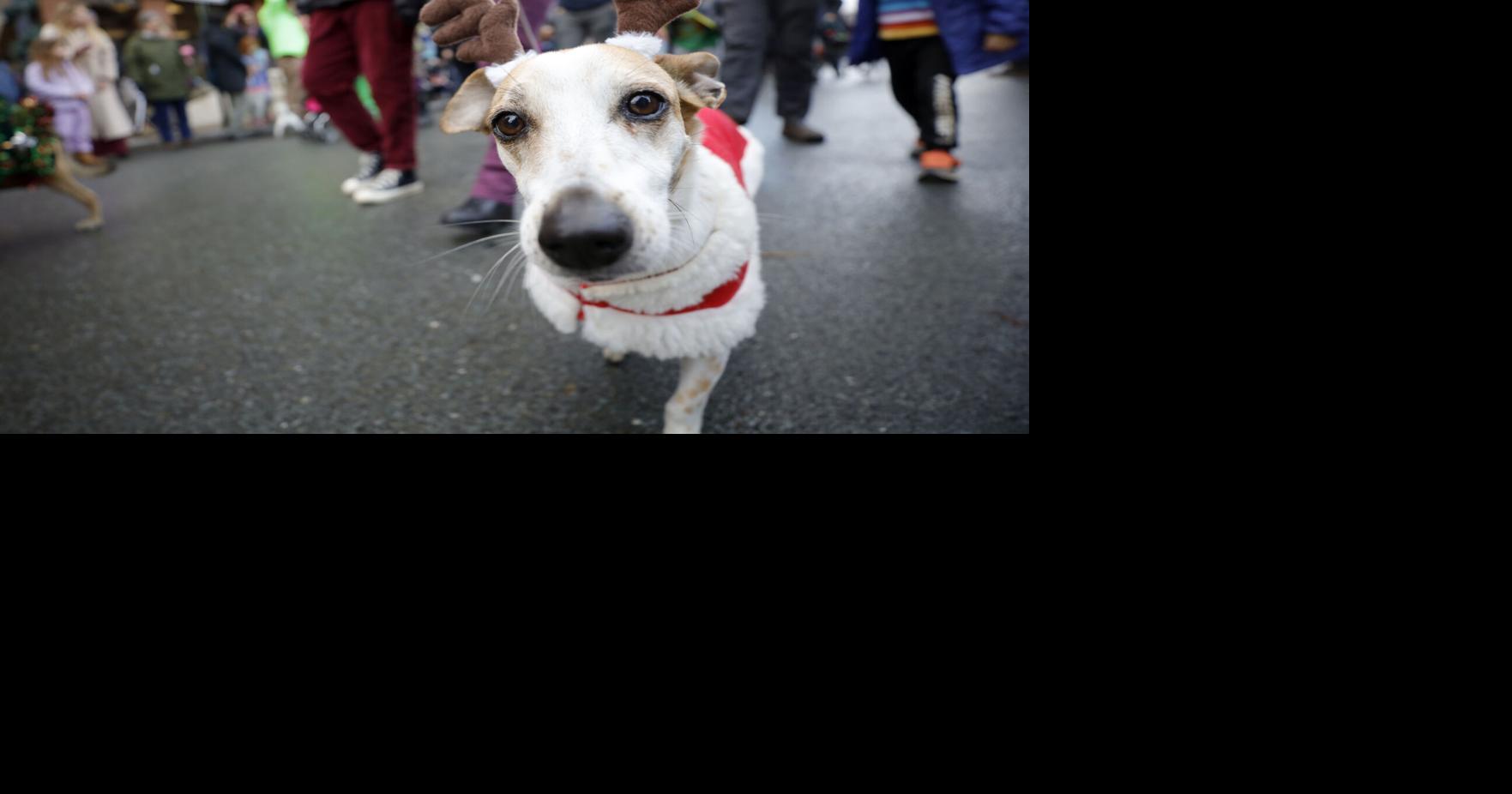 Photos: The annual Reindog Parade returns to Williamstown | Multimedia ...