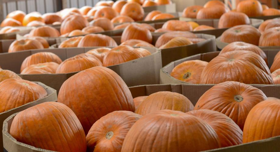 PHOTOS: Patterson Farm | | The Berkshire Eagle