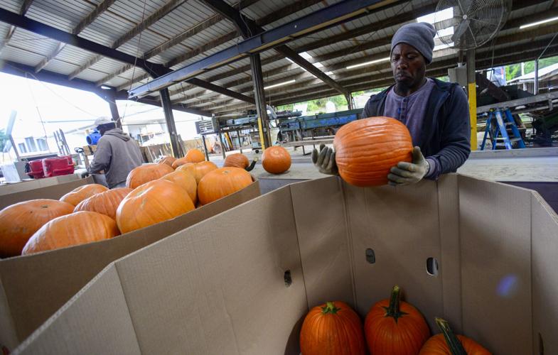PHOTOS: Patterson Farm | | The Berkshire Eagle