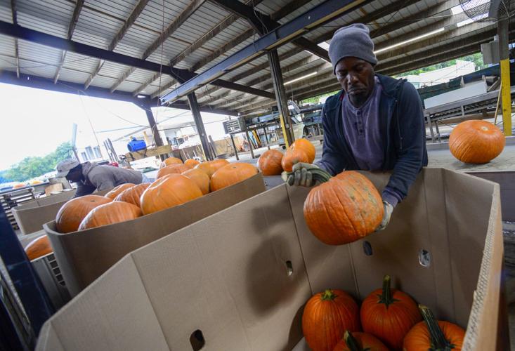 PHOTOS: Patterson Farm | | The Berkshire Eagle