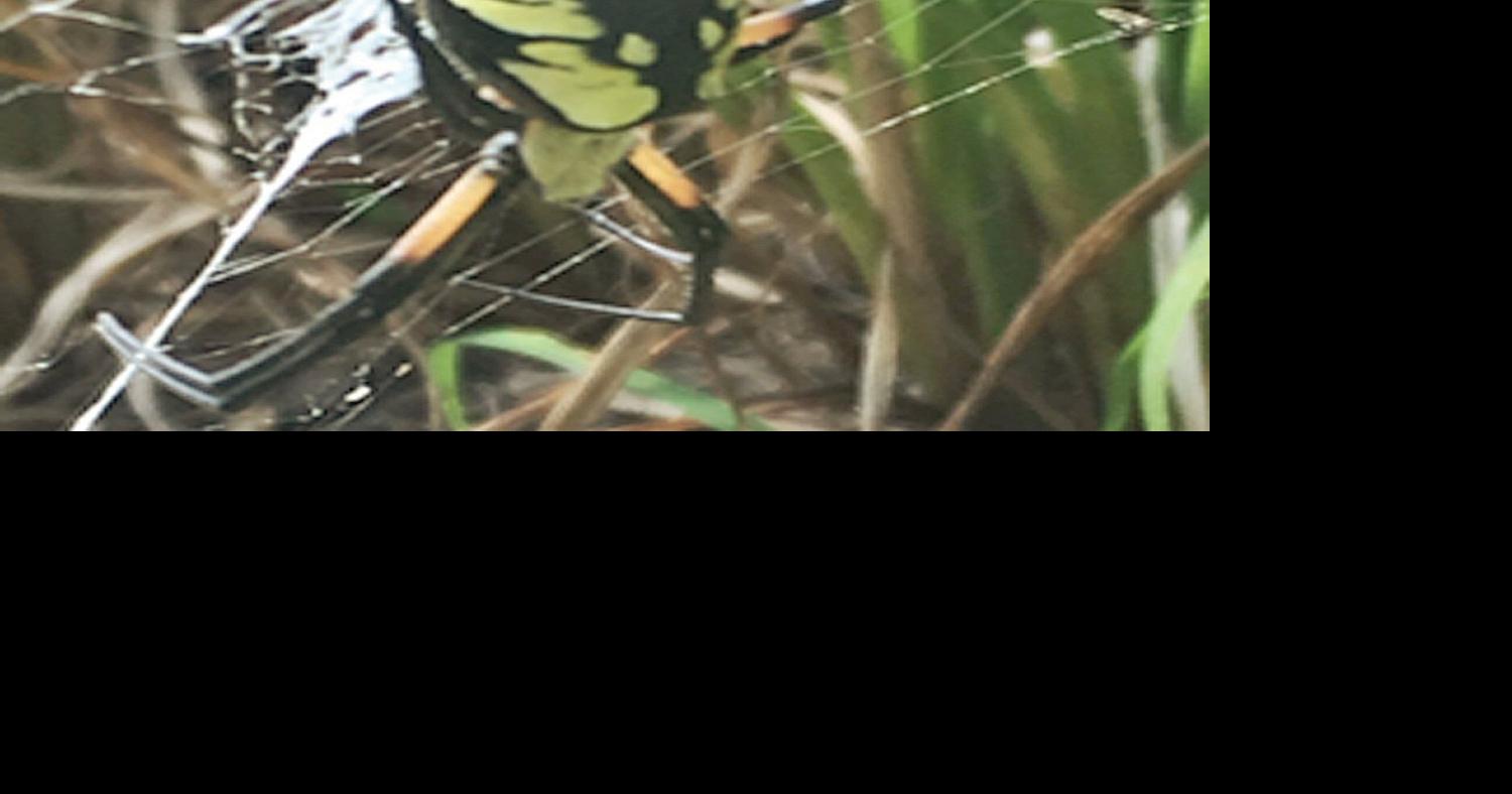 Thom Smith: What about the birds? | Outdoors | berkshireeagle.com