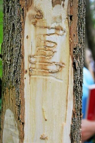 Emerald ash borer: What you need to know about containing infestation ...