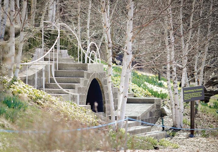 Bring home a part of Naumkeag's Daffodil and Tulip Festival | Arts and ...