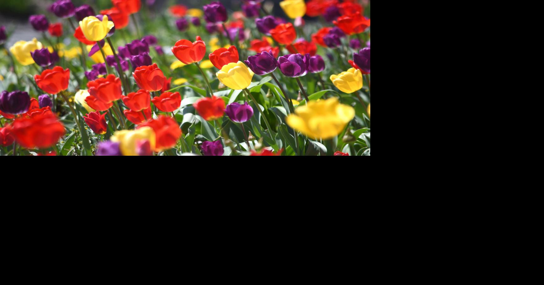The Outlook: Spring warmth a late-arriving guest this week? | Local ...