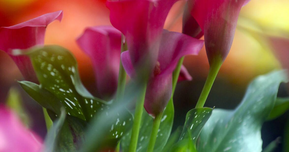 Photos: Prepping wholesale Easter flower orders at Wahconah Street ...