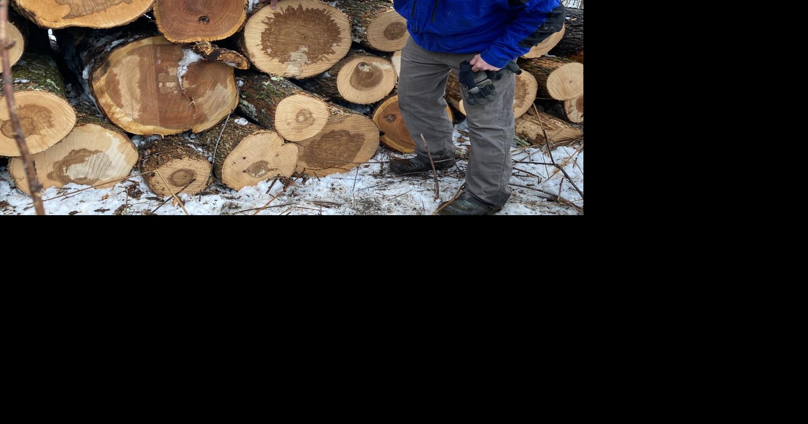 Here's a rare glimpse into the emerald ash borer's damage at Peru State ...