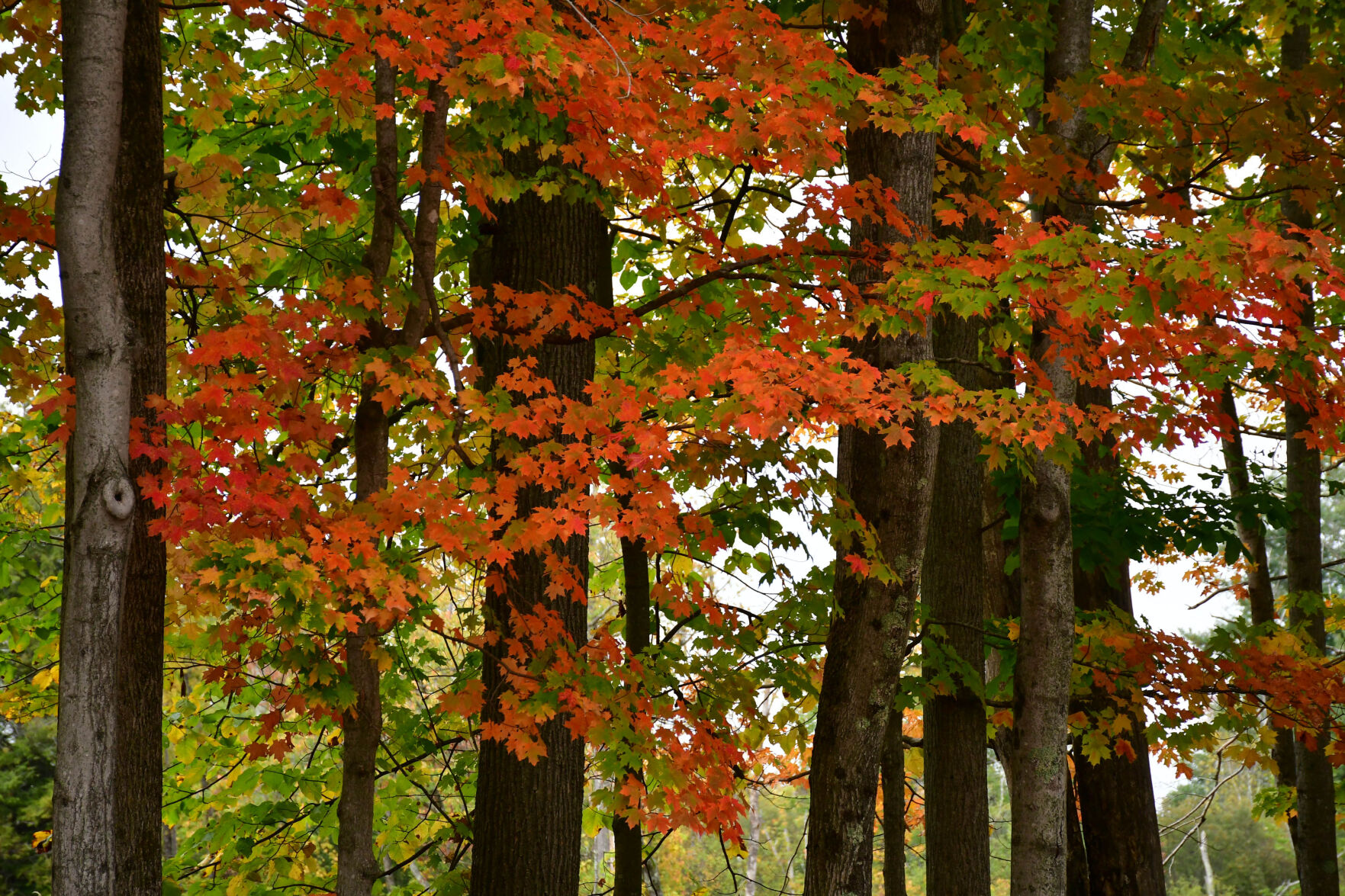 Warm and dry, day after day, in the Berkshires. When will it feel more ...