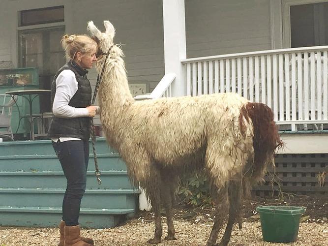 Police help corral runaway llama in Lenox | Archives | The Berkshire Eagle