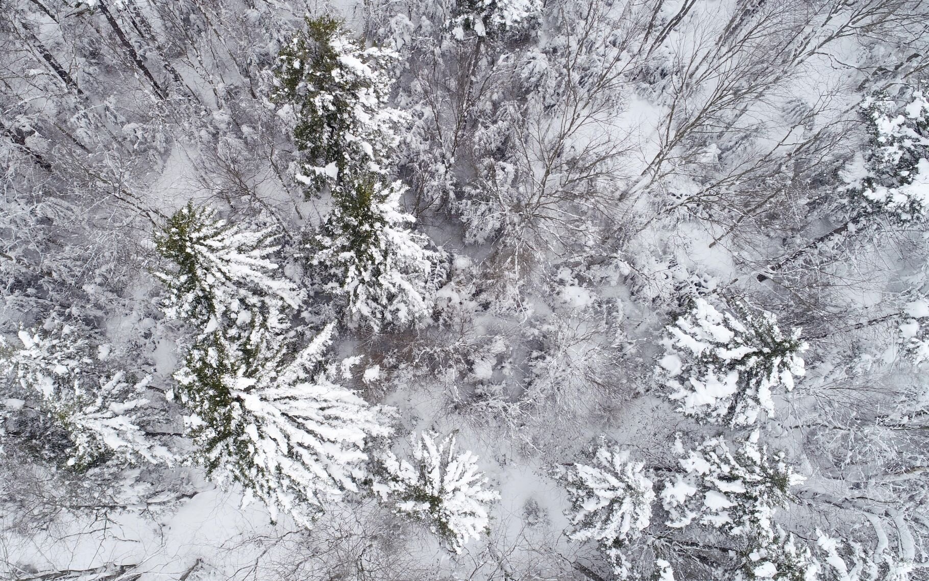 Word of the Week: Conifers. How do trees survive our harsh winters ...