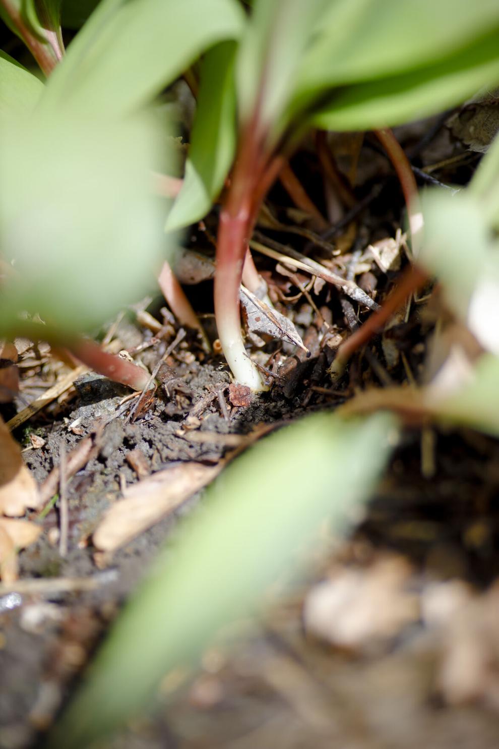 Trying to figure out when to plant your garden? The best indicators may ...