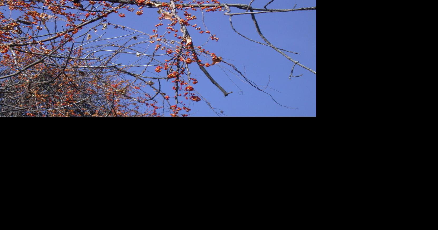 Don't let this vine deceive you! Bittersweet is a tremendously ...