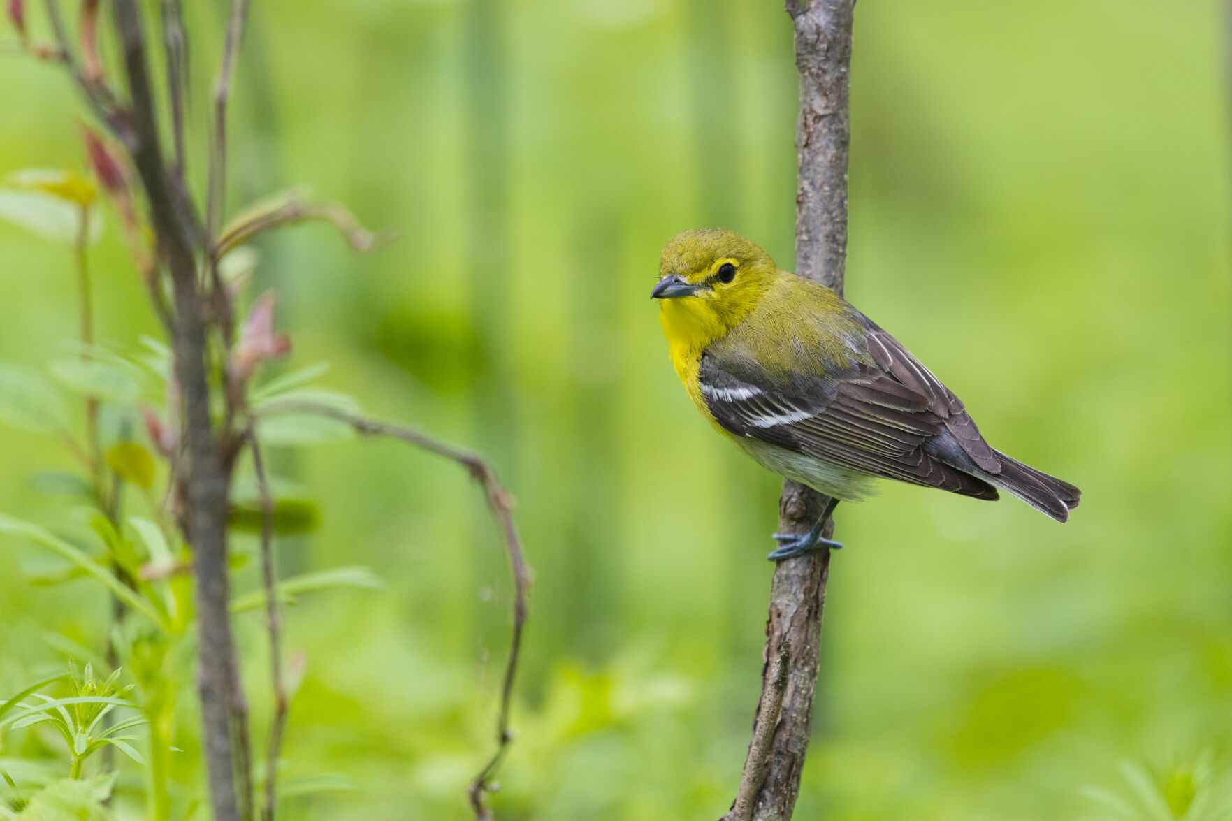 Often heard but rarely seen, the yellow-throated vireo sings on | Arts ...