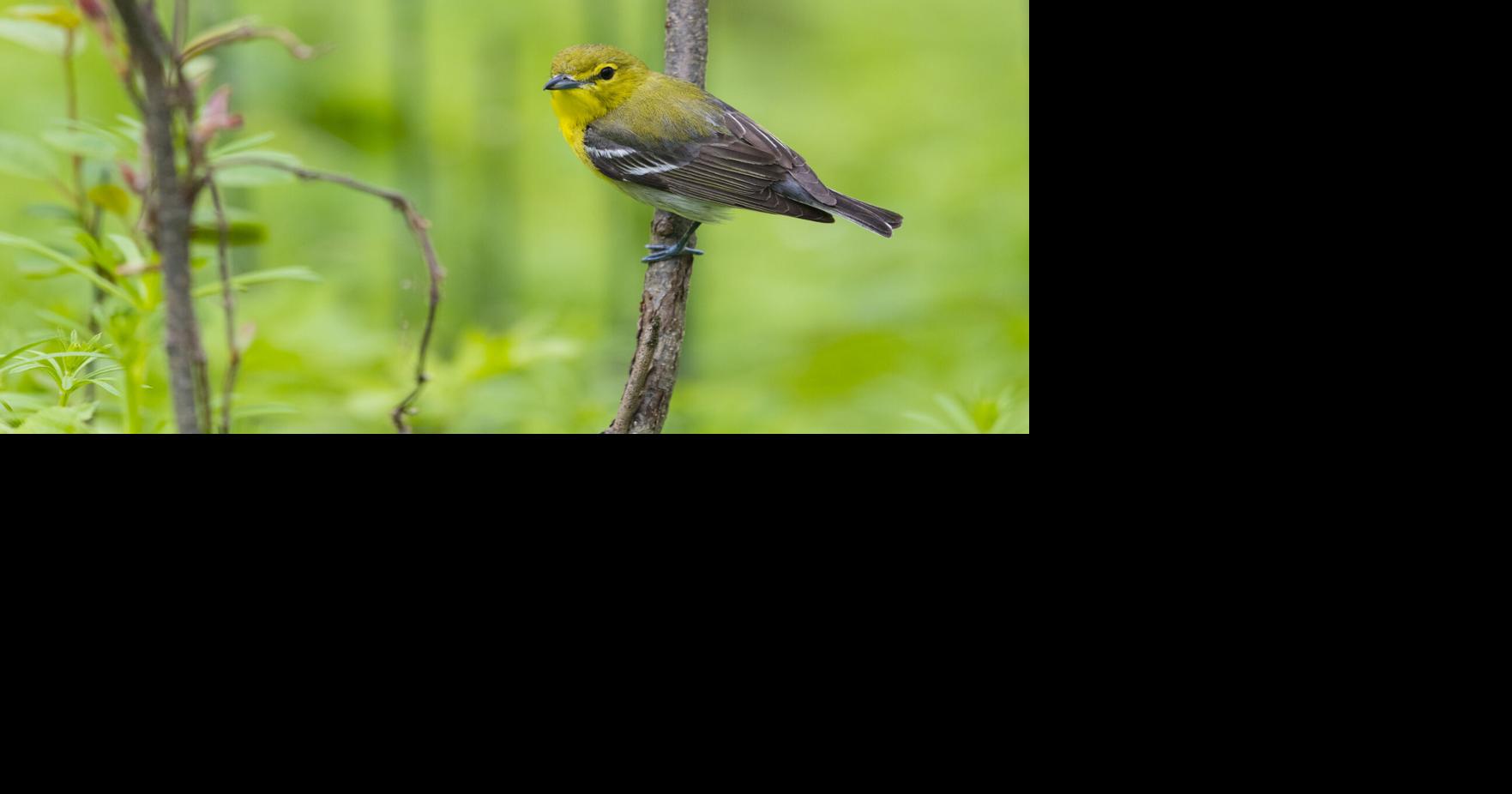 yellow vireo