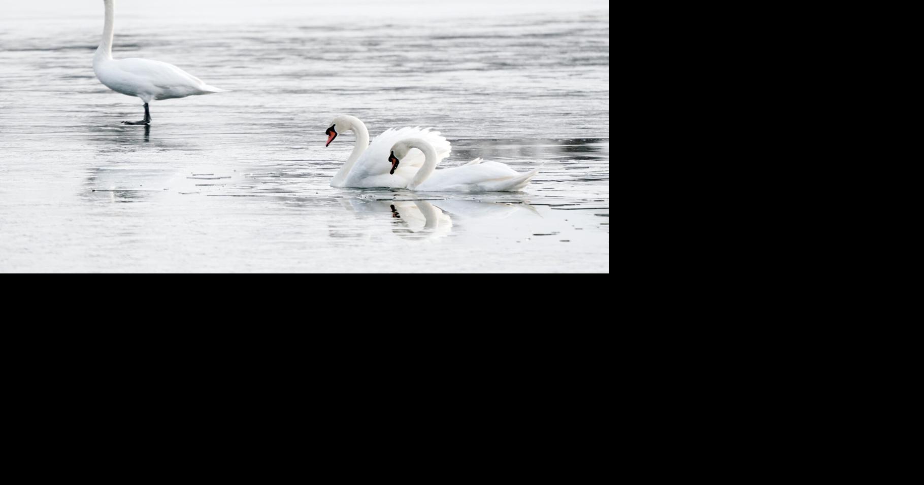 As April rolls in, so do the migrant birds. The mute swan, once a rare ...
