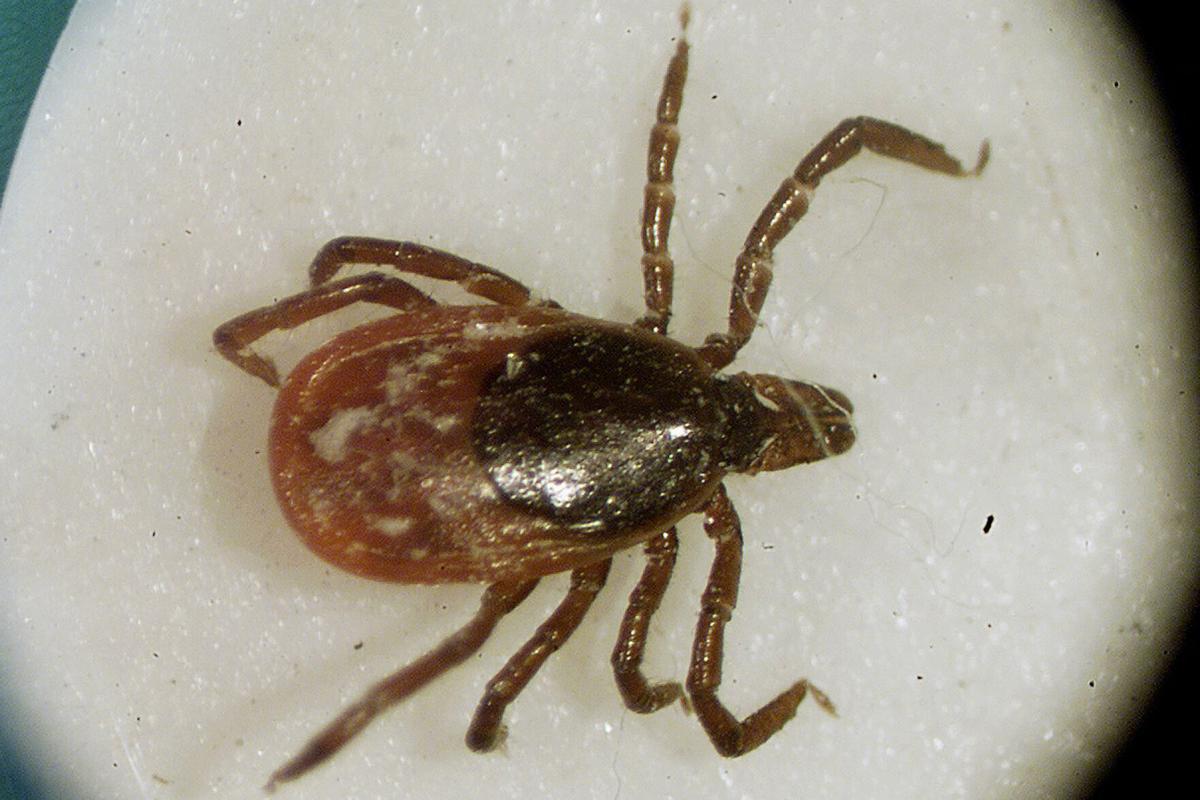 No, a meat allergy caused by ticks is not tied to a Gates Foundation ...