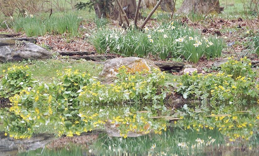 At Berkshire Botanical Garden, a season of transition, hope | Archives ...