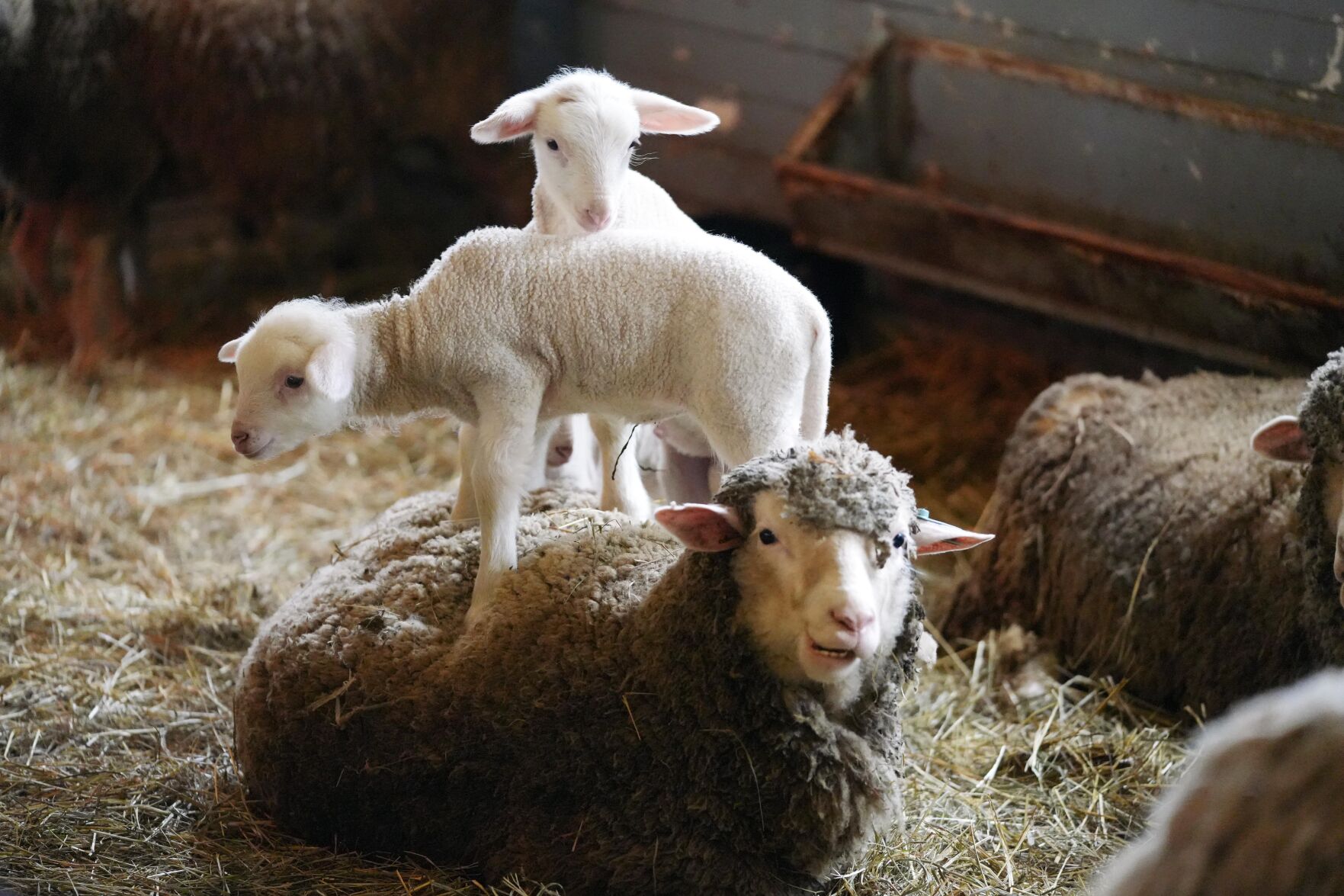 Hancock Shaker Village's Baby Animals Festival celebrates barnyard ...