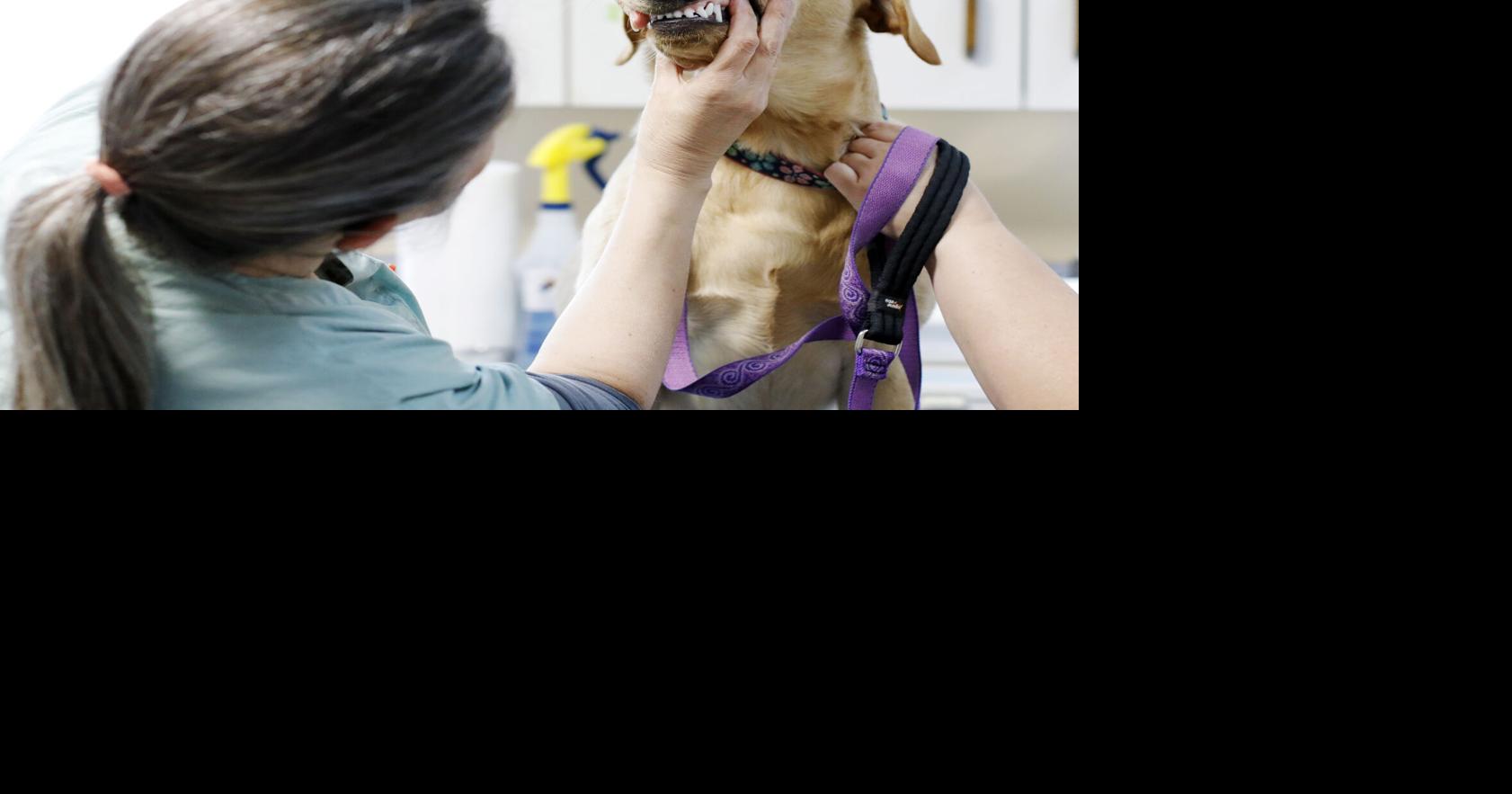 Photos: Allen Heights Veterinary Hospital set to close in July ...