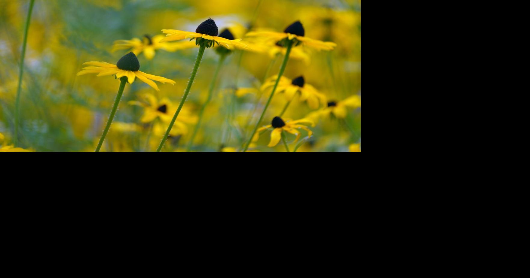 Native annuals serve a special function in healing the landscape ...