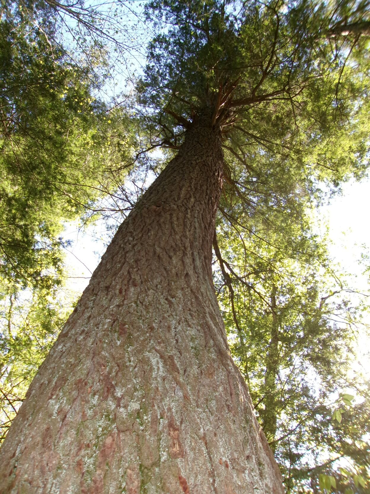 WCB pine | | The Berkshire Eagle