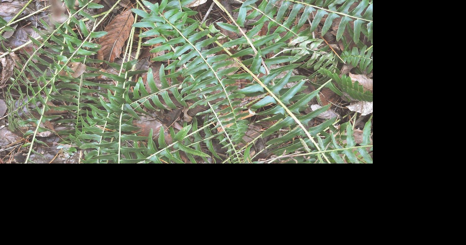 Thom Smith | NatureWatch: How are these ferns still green? | Arts and ...