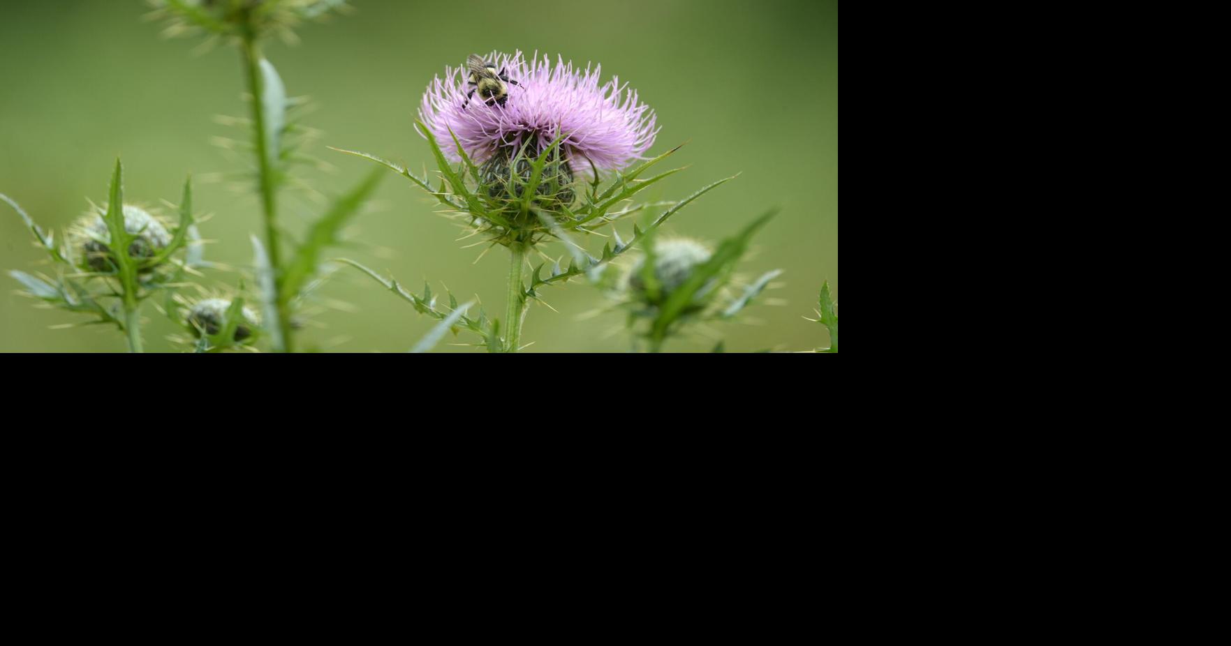 It’s OK to mow in May — the best way to help pollinators is by adding ...
