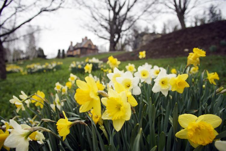 Photos: Naumkeag bulb show opens Thursday | Multimedia | berkshireeagle.com