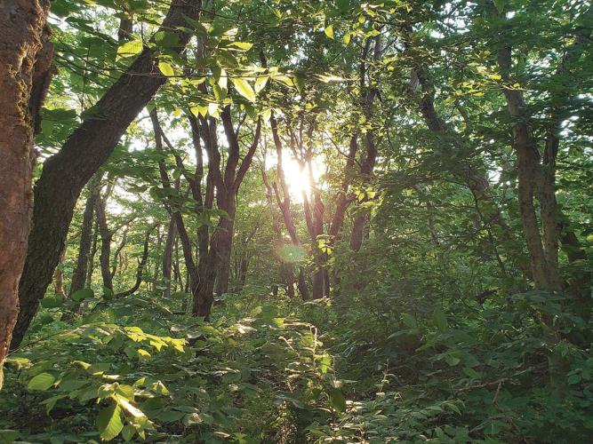 Hike Highlight | Hoosac Range Trail: Step away from your desk after a ...