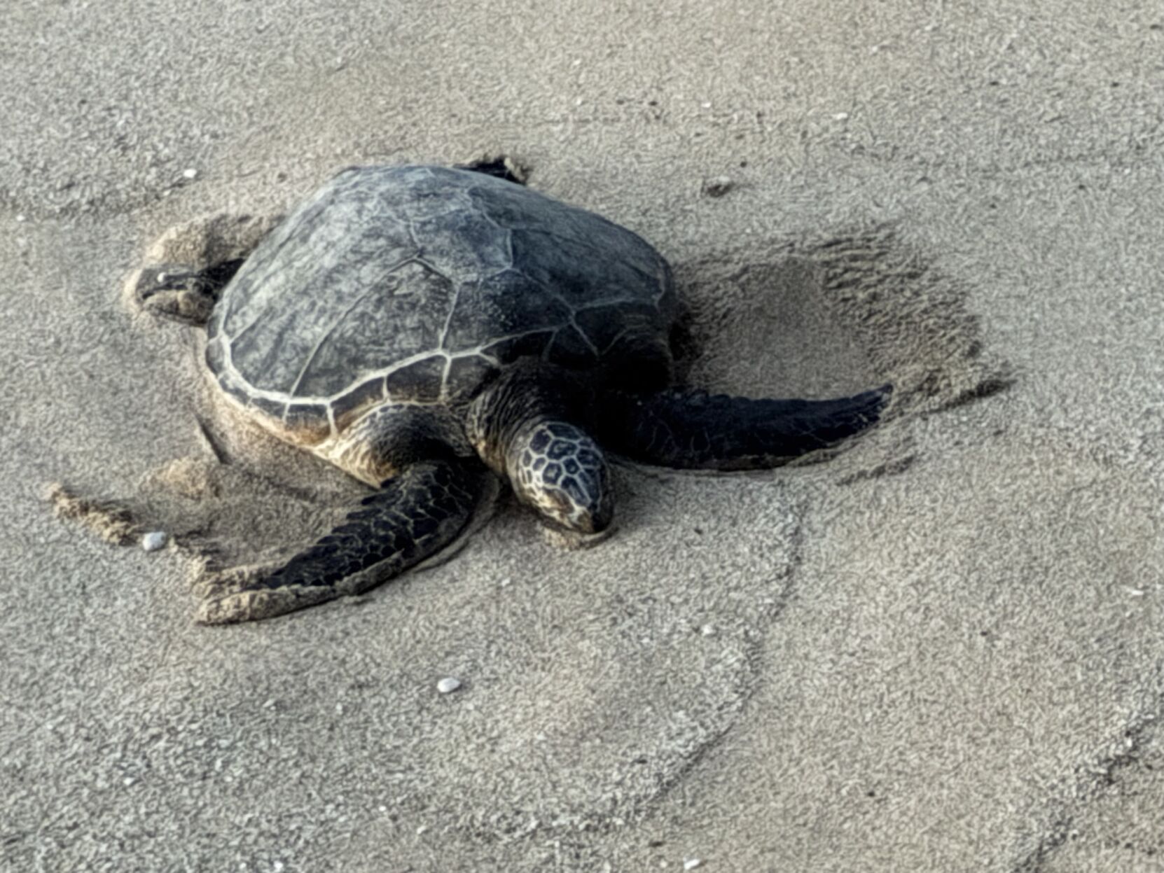 A golden anniversary trip to Maui includes petroglyphs and sea turtles ...