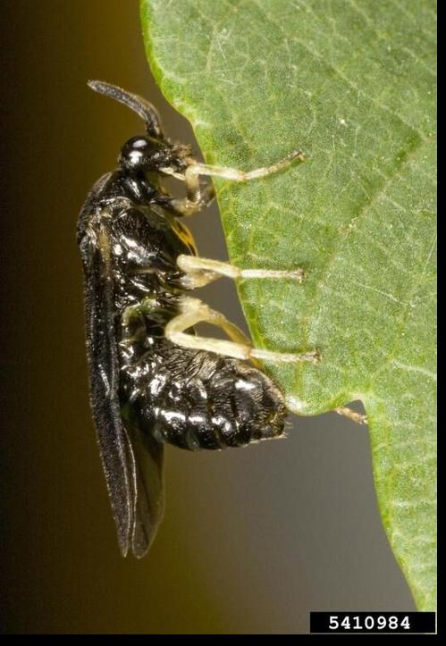 There's a new invasive insect gobbling up elm tree leaves in Berkshire ...