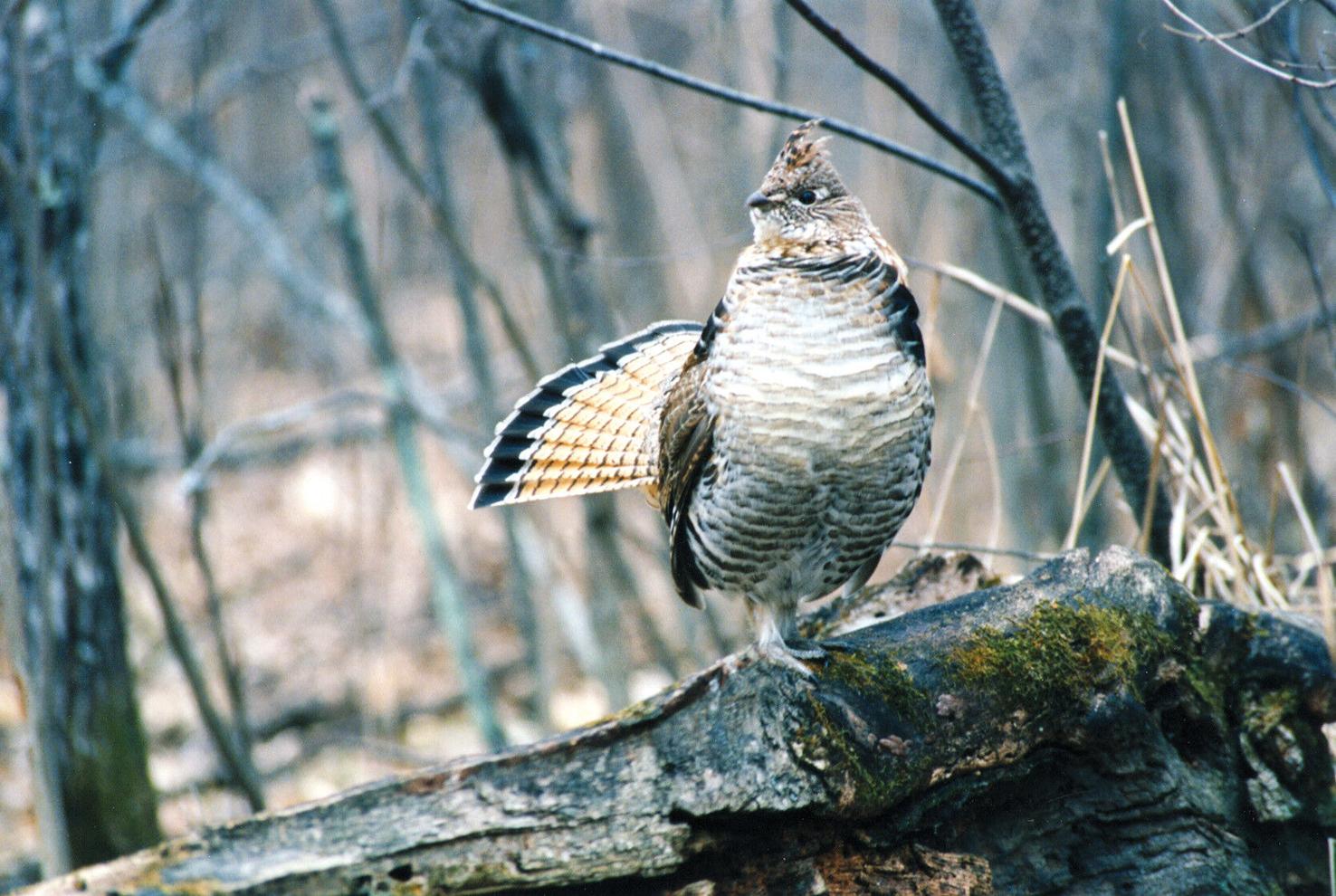 Ruffed Grouse grow their own snowshoes | Lifestyle | berkshireeagle.com