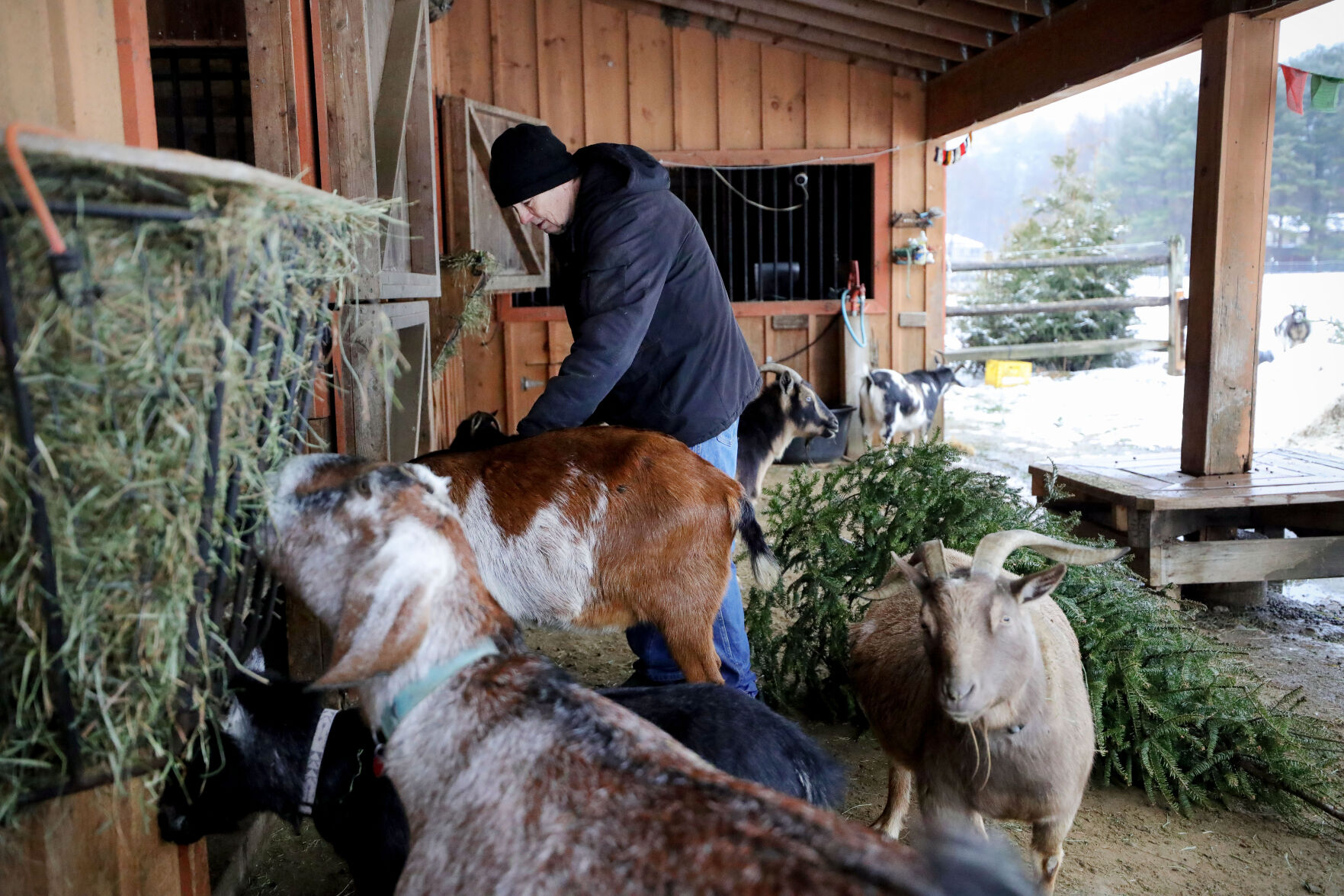 Not sure what to do with your Christmas tree? These goats are more than ...